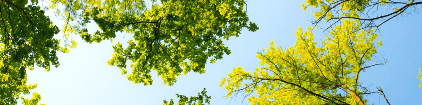 Project: Creating a Tree Strategy for the borough | Wokingham Borough ...