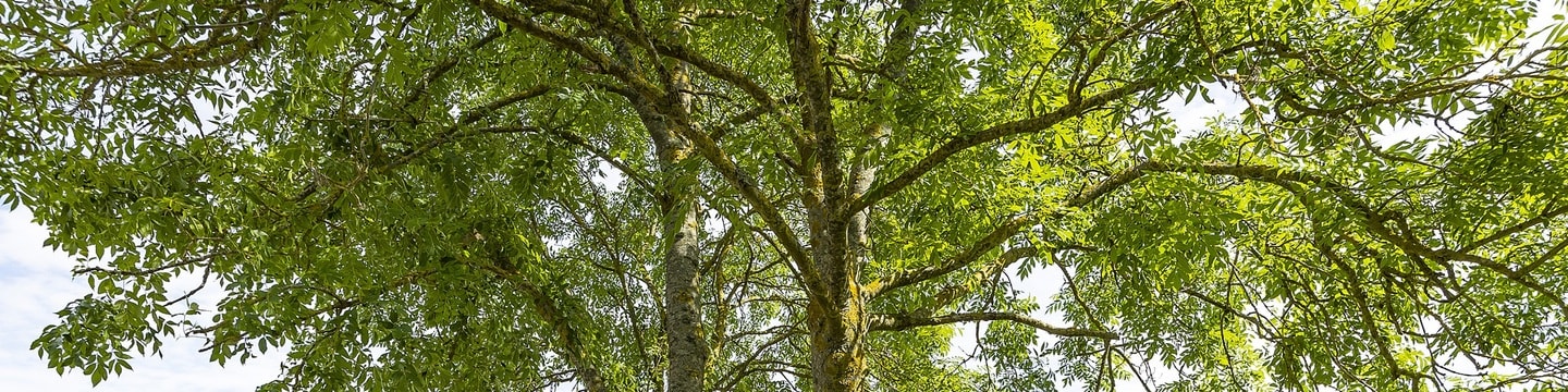 Folder: Neighbourhood plans in Wokingham borough | Wokingham Borough ...